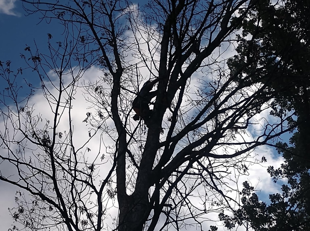 Fairway Tree Service