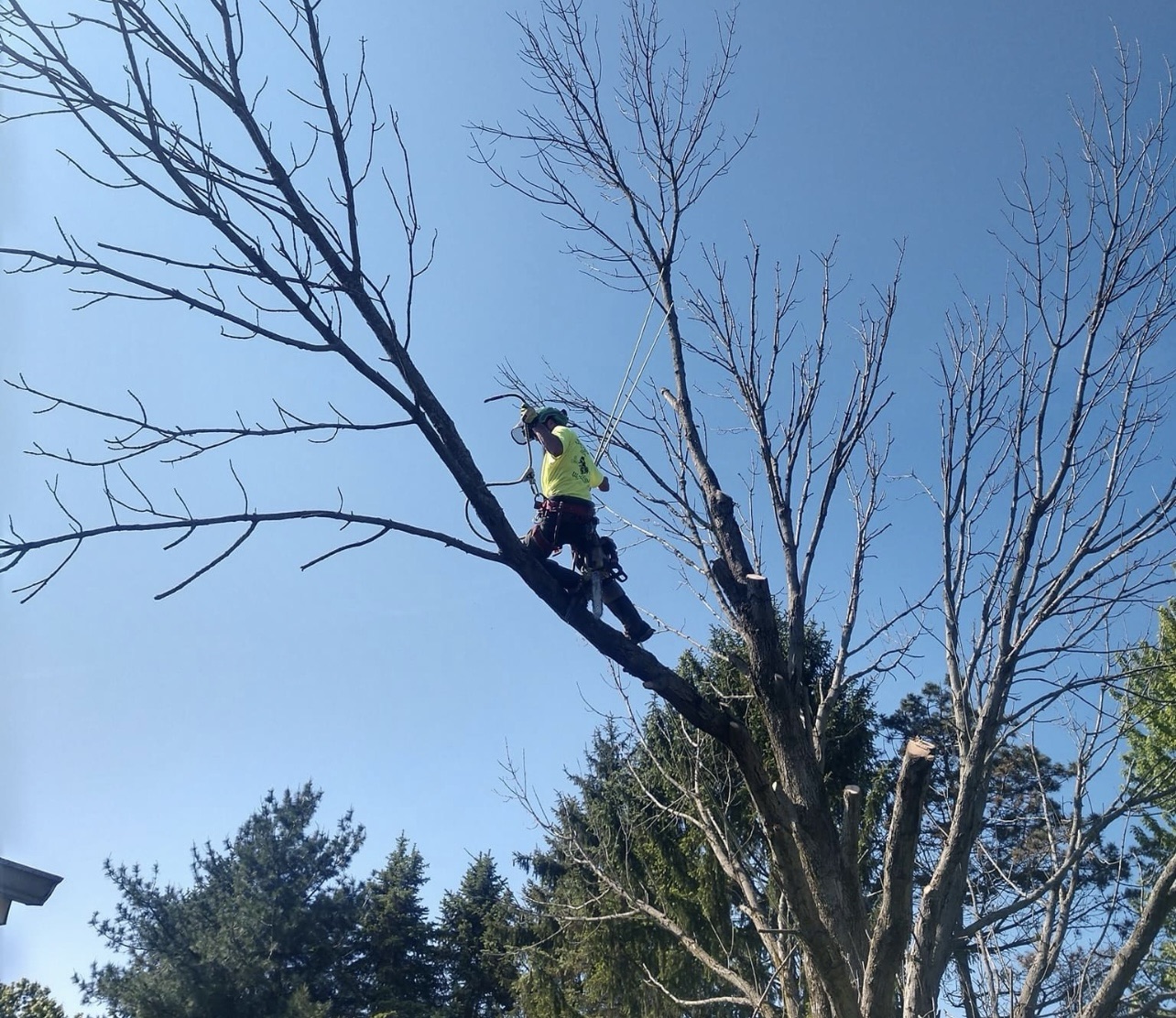 Why is Tree Work so Expensive? – Fairway Tree Service